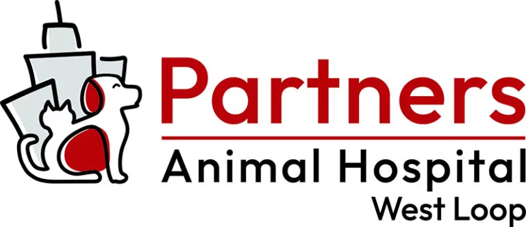 Anal Gland Issues in Dogs: What to Be Aware of - Partners Animal ...