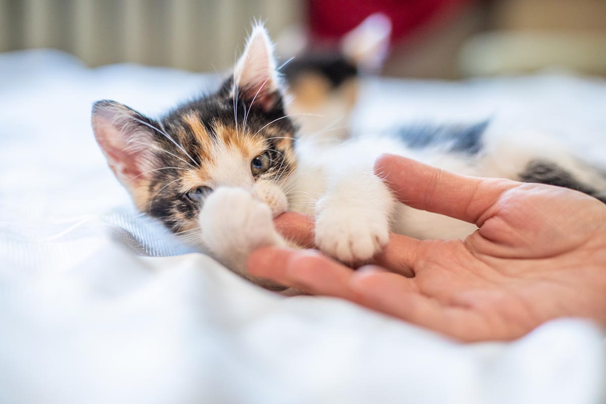 Treatment Consent Form | Partners Animal Hospital West Loop